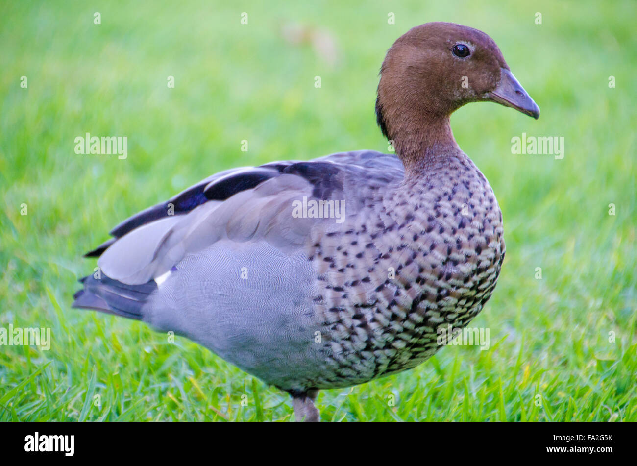 An Australian Wood Duck seen in the Royal Botanic Gardens which is ...