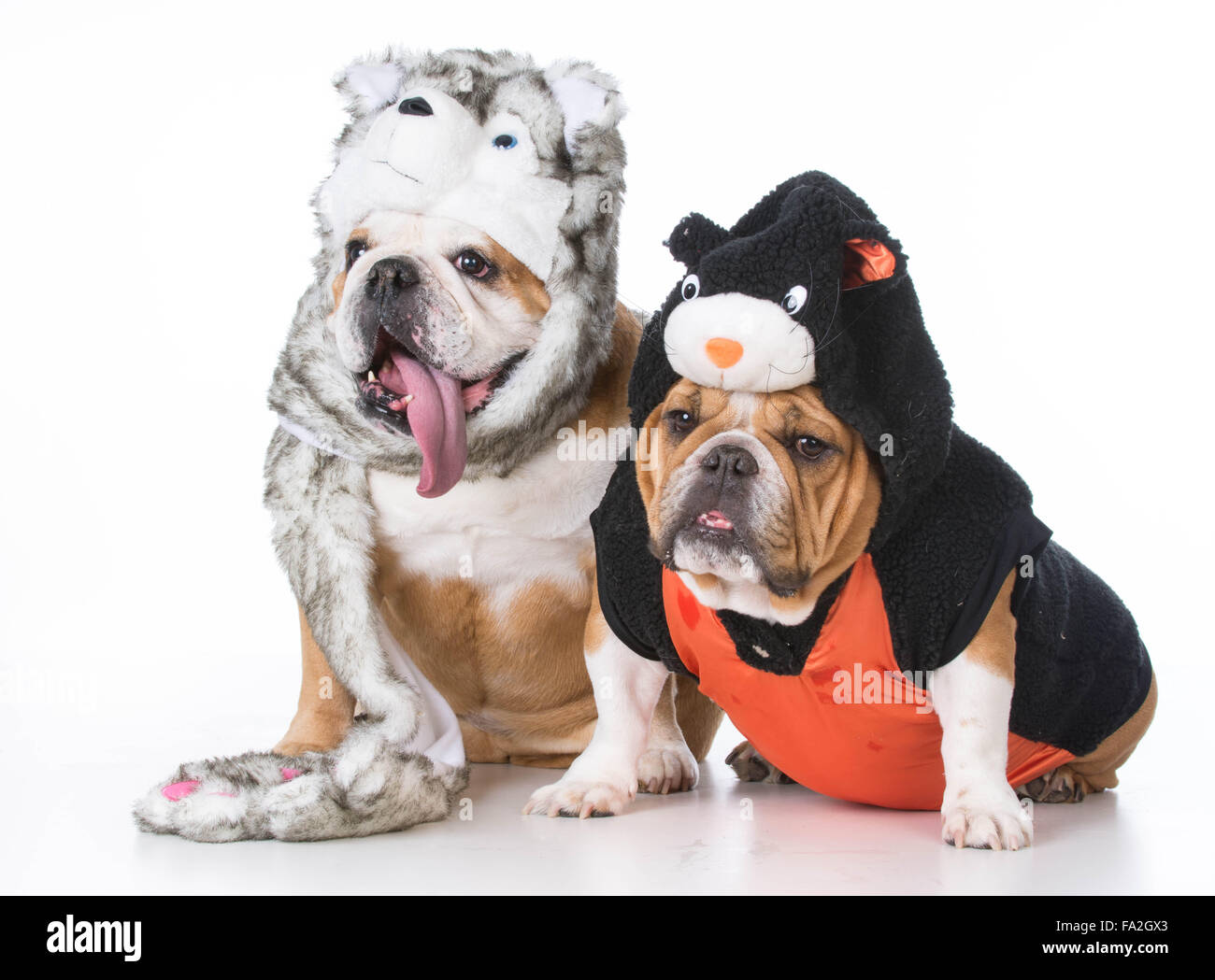 Are Bulldogs Good With Cats