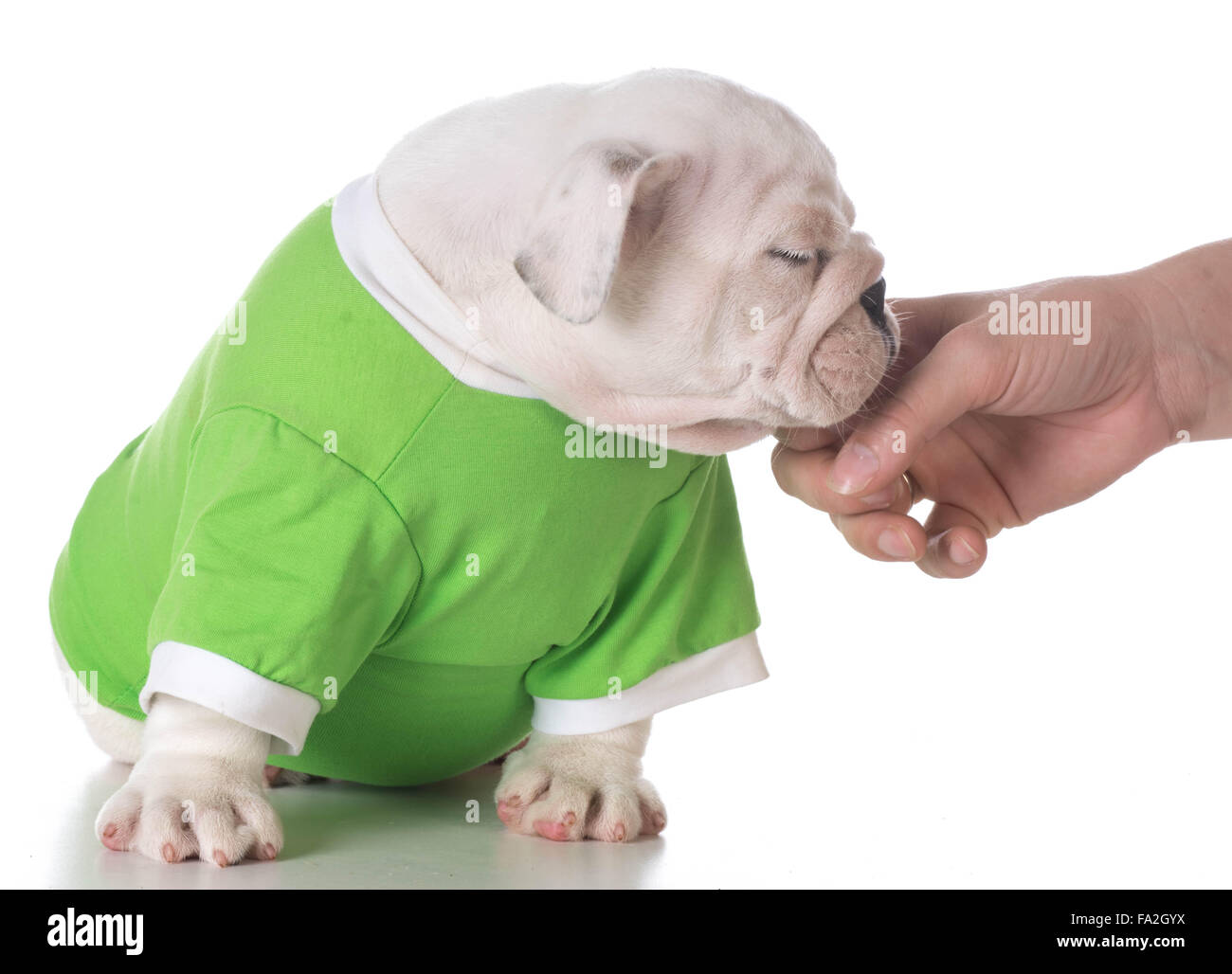 hand reaching out to pet puppy on white backgroun Stock Photo - Alamy