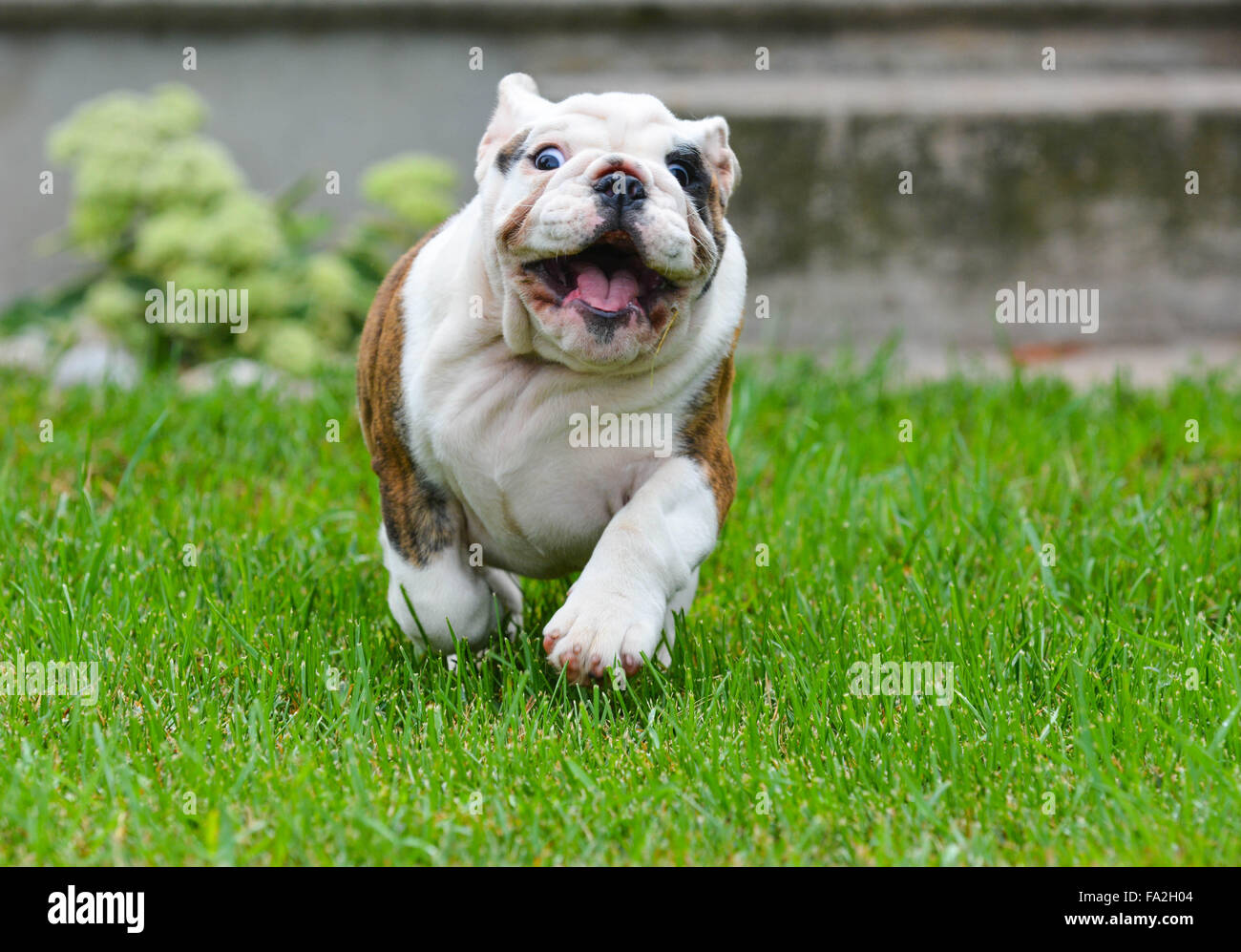 bulldog puppy outdoors running towards viewer Stock Photo - Alamy