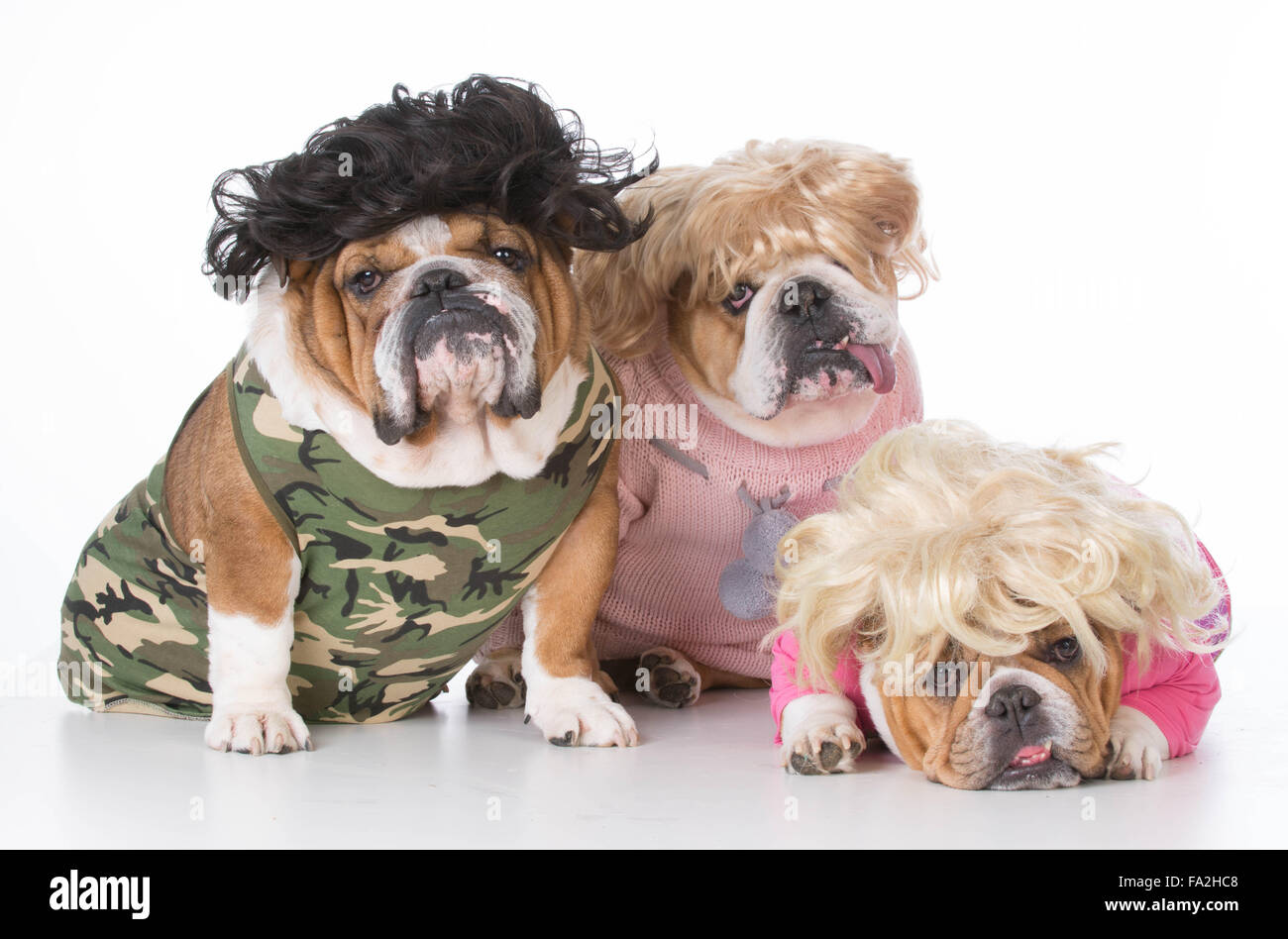 bulldog family wearing wigs and clothing on white background Stock ...