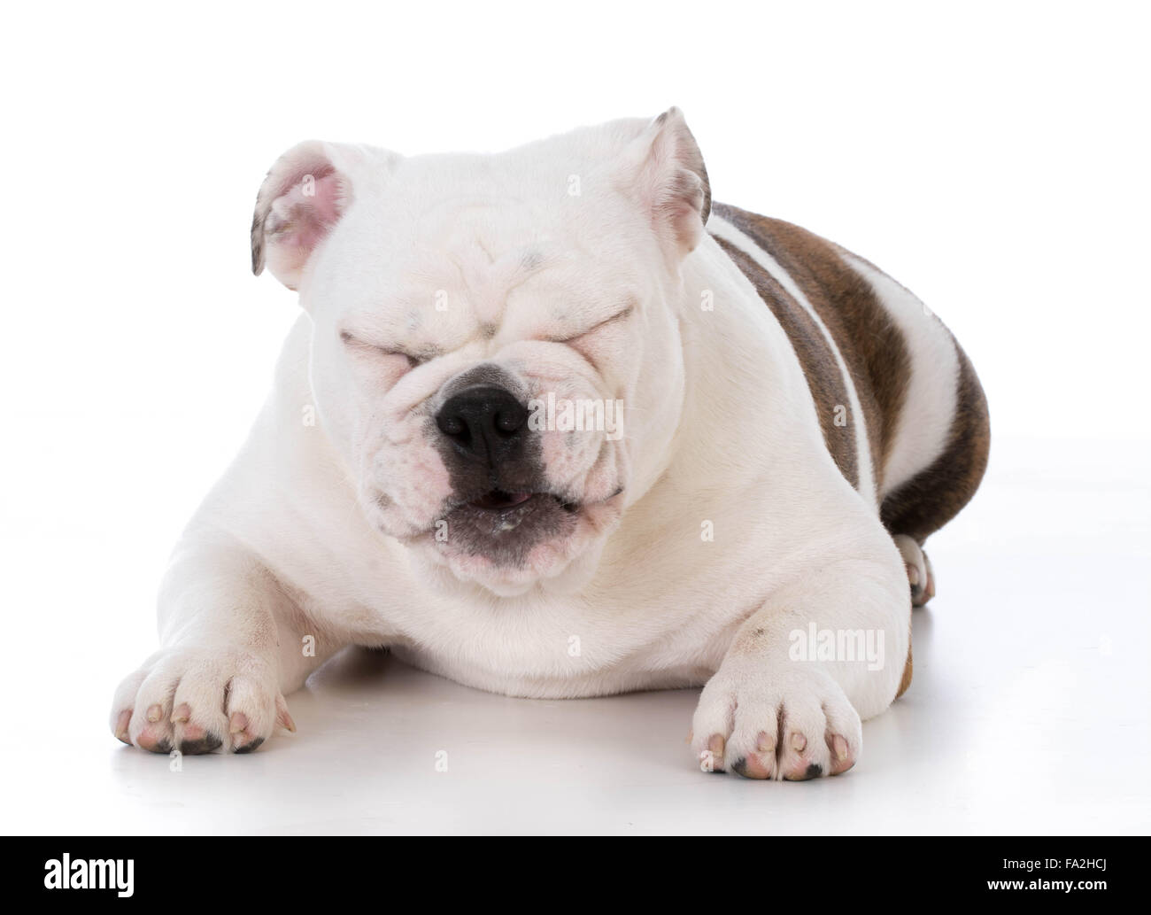 Laughing Bulldog