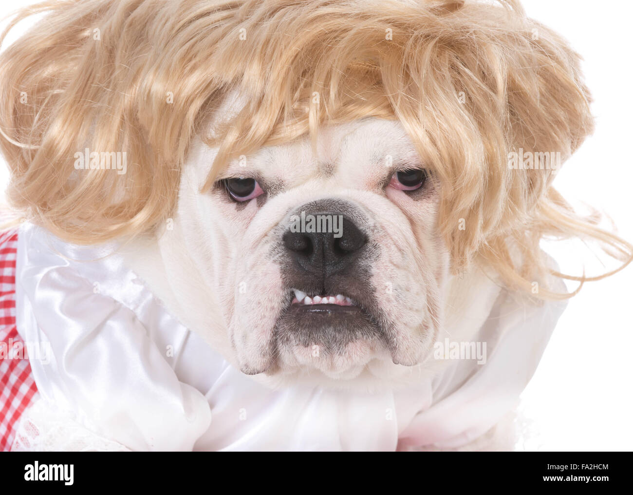 female bulldog wearing wig and dress on white background Stock Photo ...