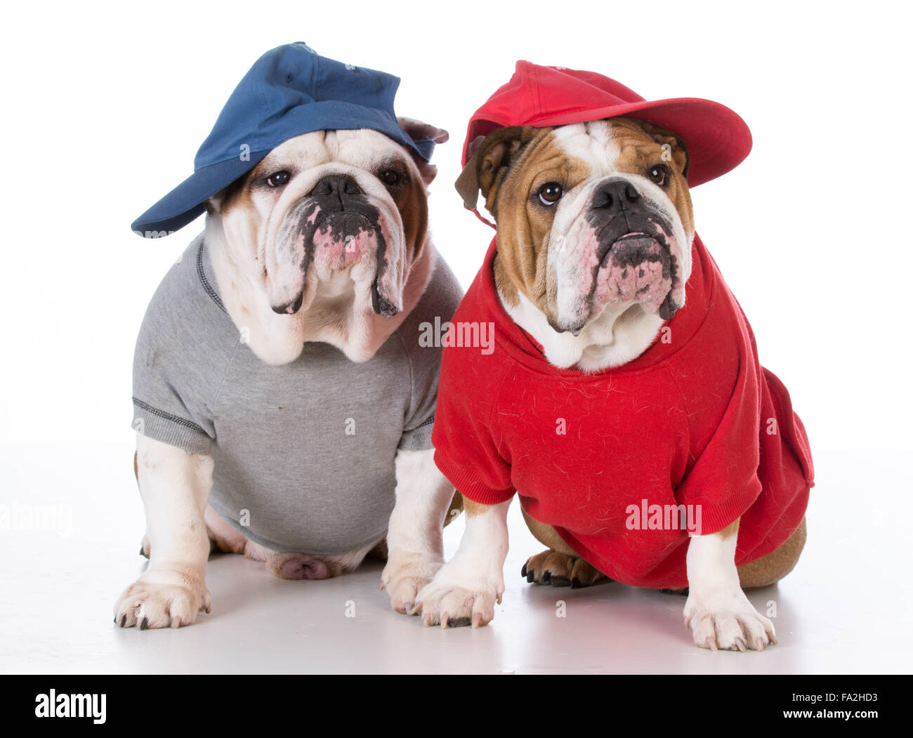 two english bulldogs wearing sweaters and hats on white background ...