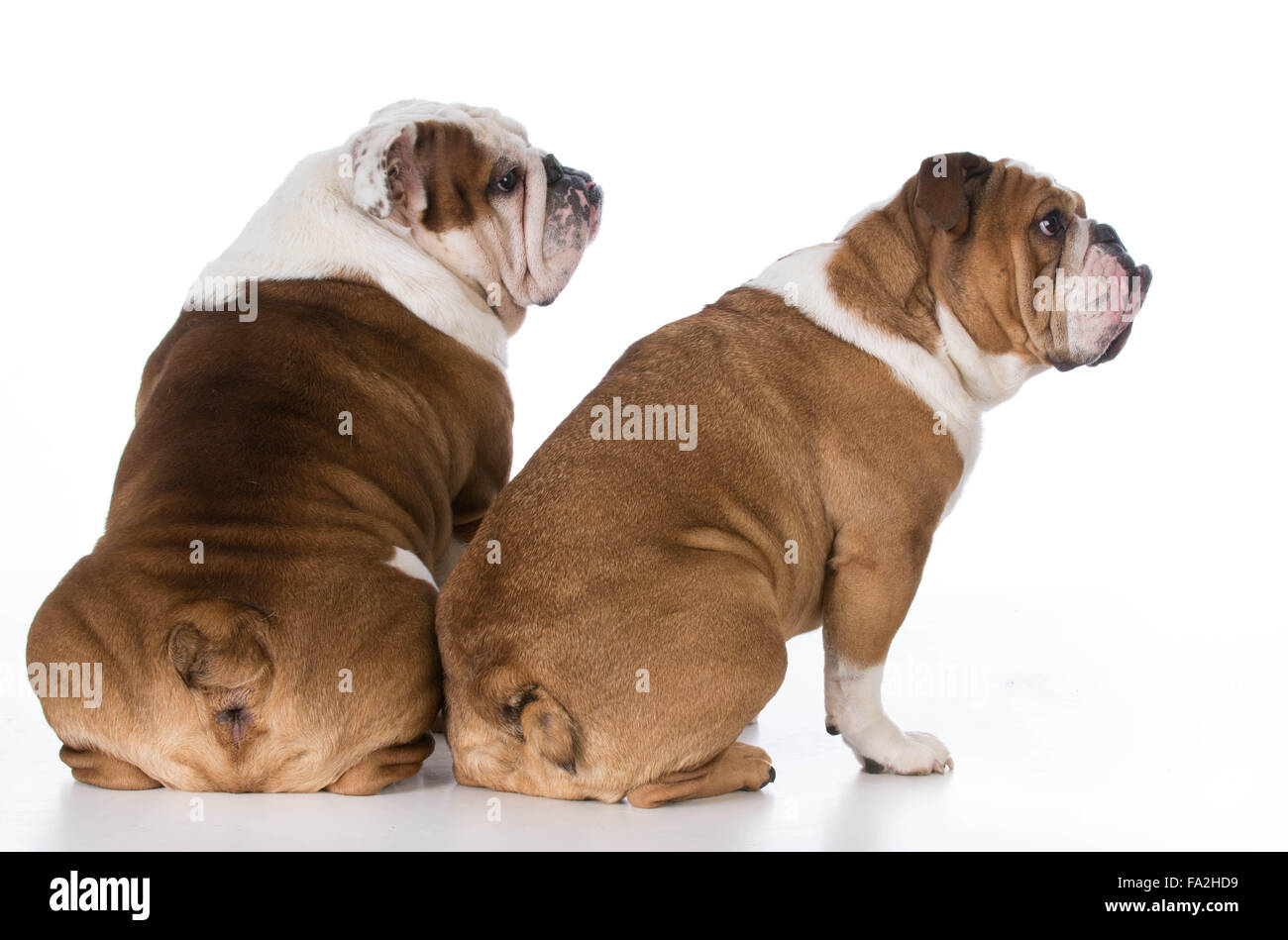two english bulldog from backside looking over shoulder Stock Photo - Alamy