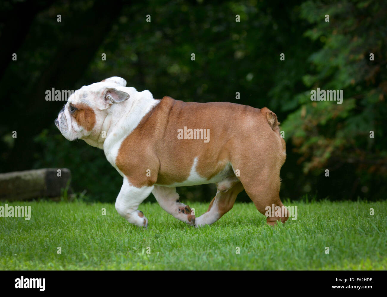 dog running - adult male bulldog - 6 years old Stock Photo - Alamy