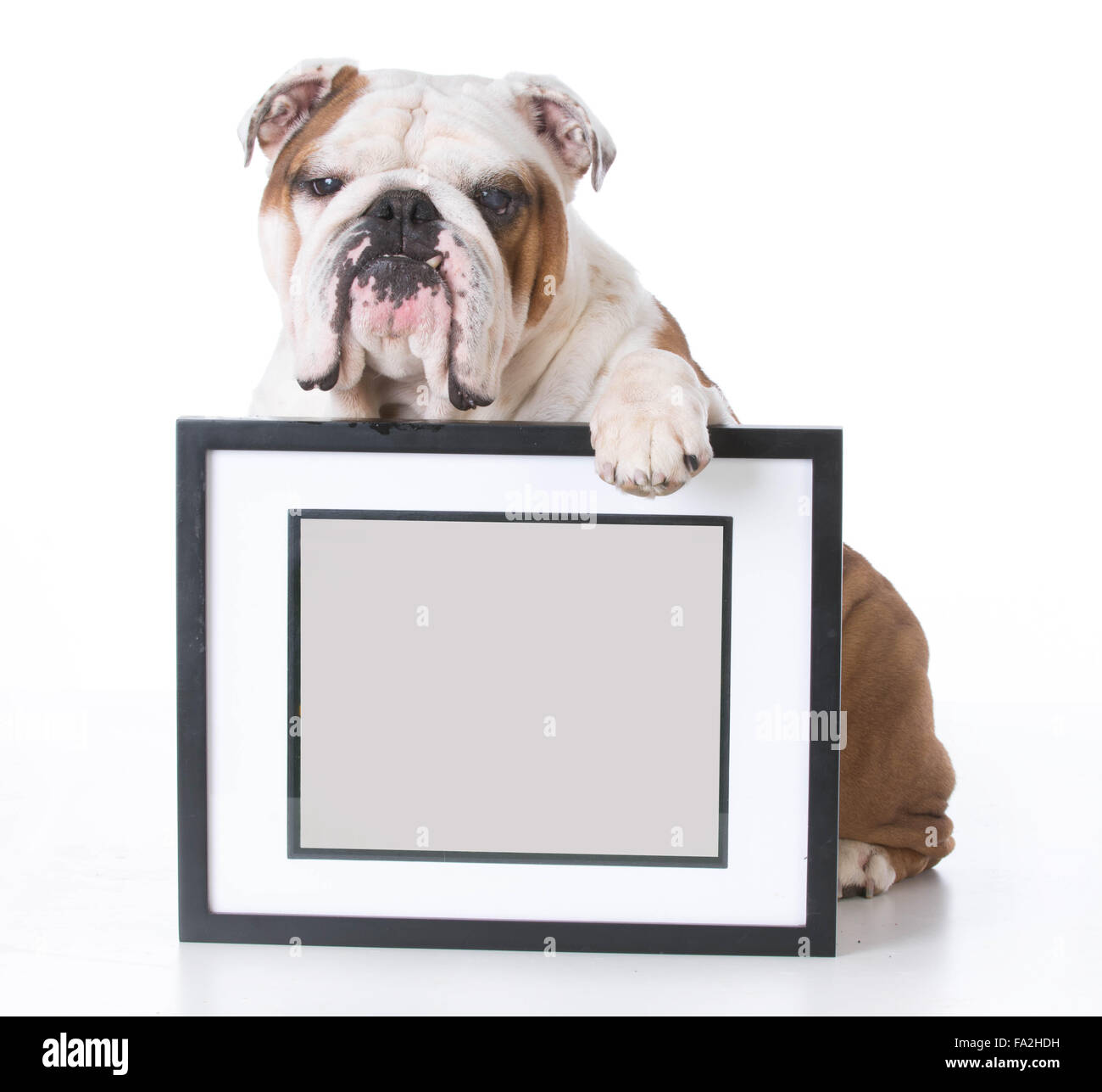 bulldog holding picture frame with room for copyspace on white ...