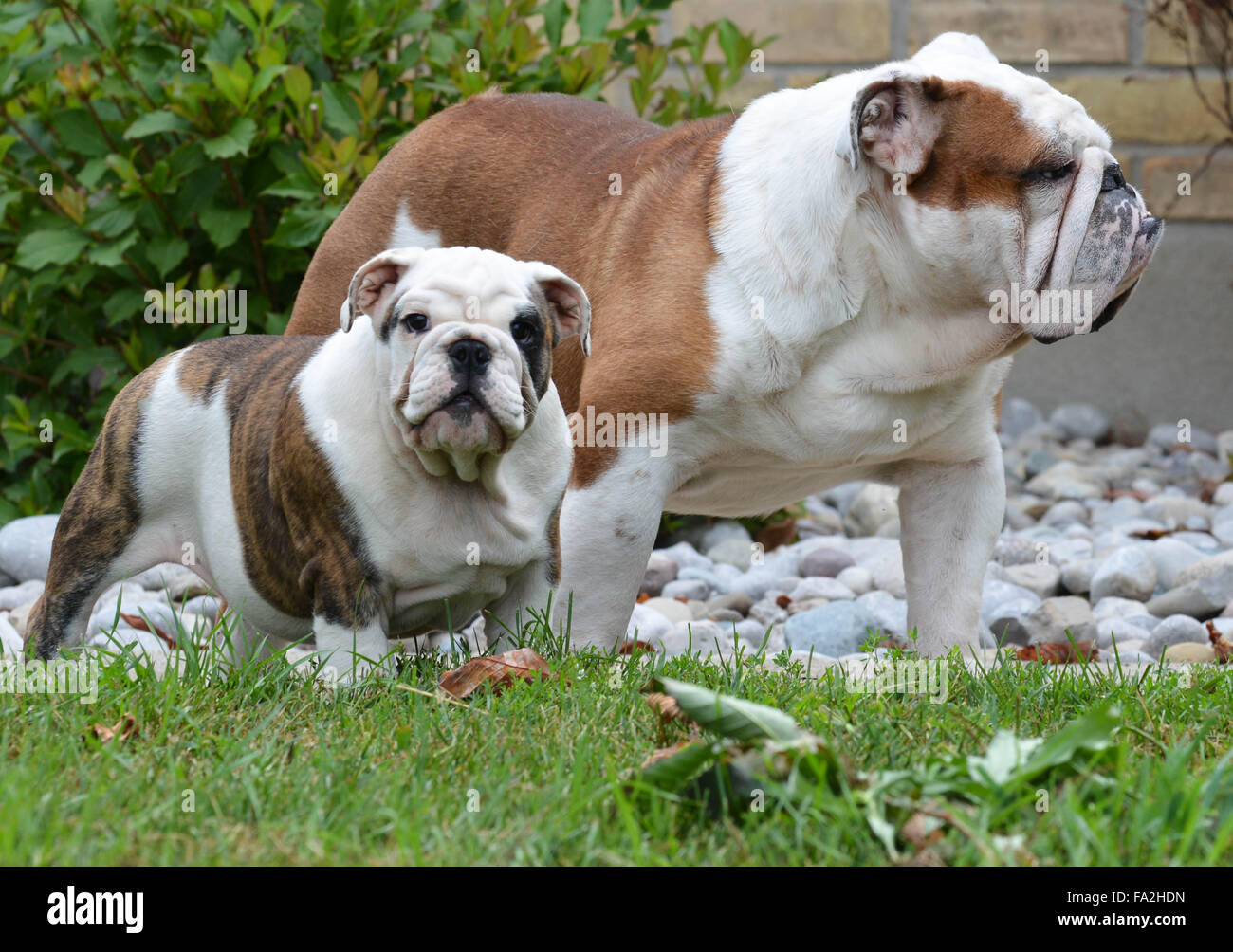 Bulldogs playing hi-res stock photography and images - Alamy