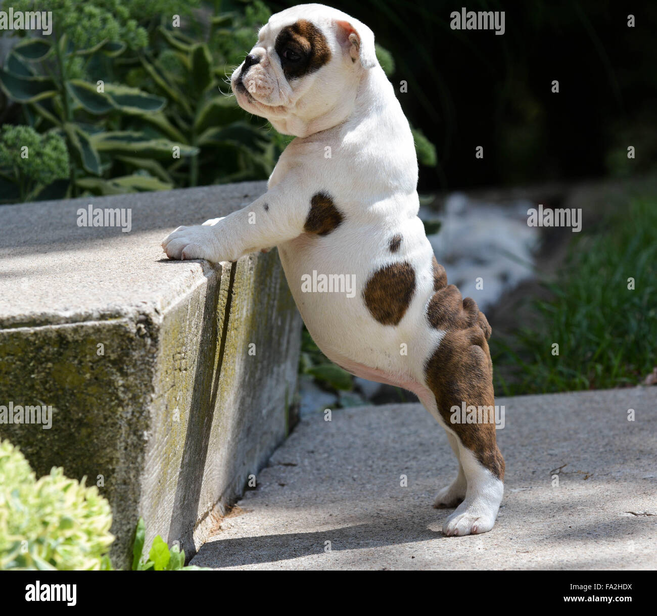 bulldog puppy playing outside Stock Photo - Alamy