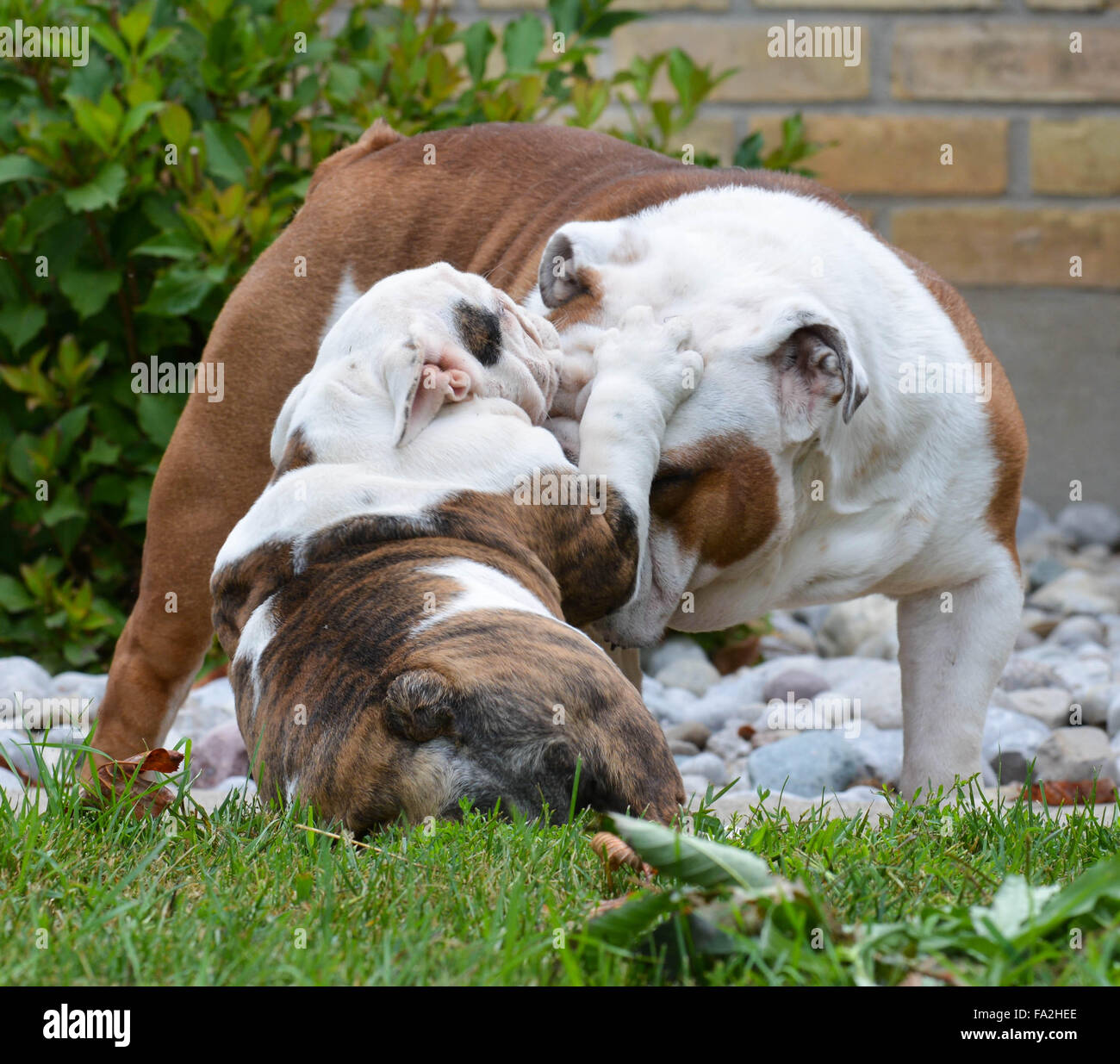 adult and puppy bulldogs playing outside Stock Photo - Alamy