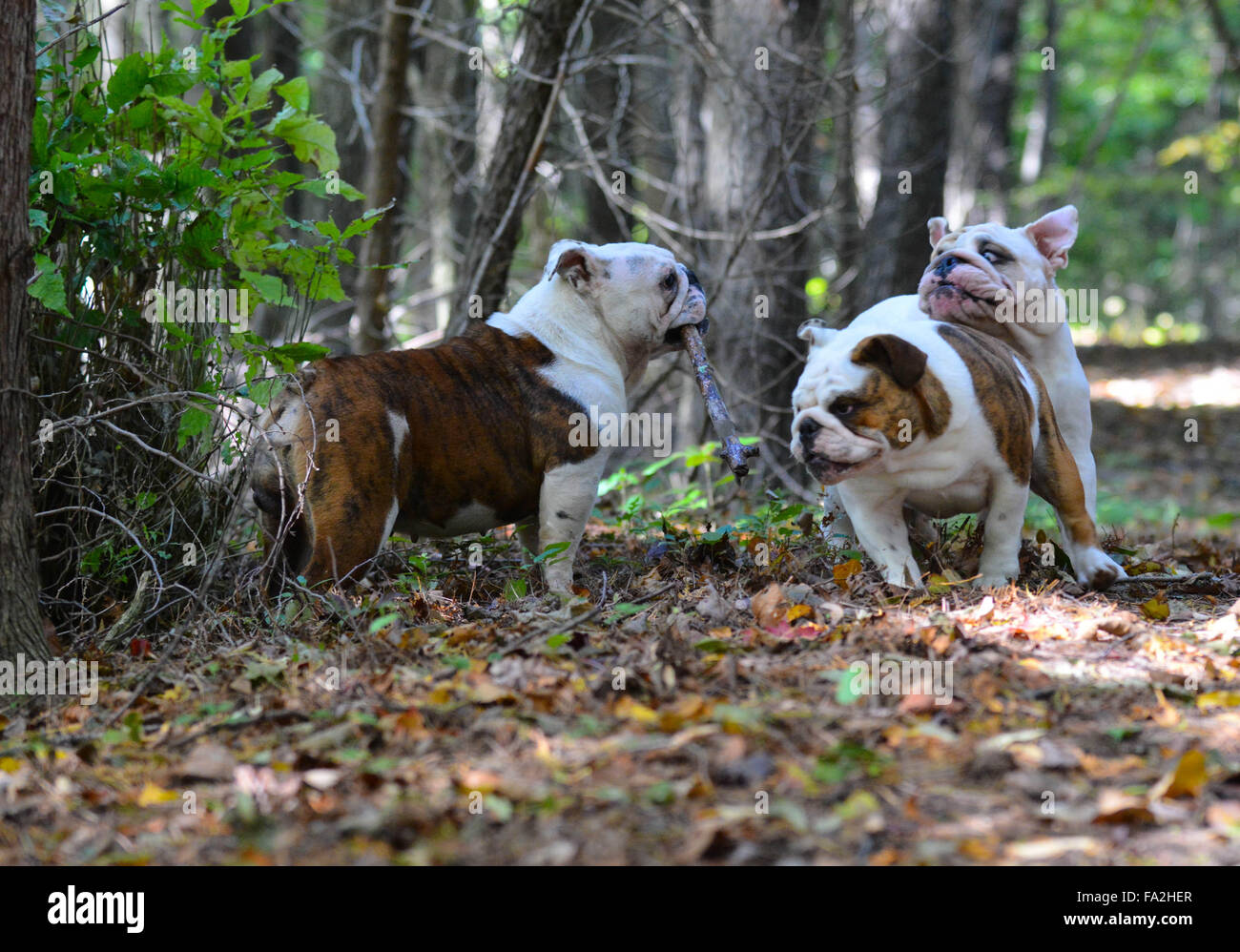 three bulldogs playing outside in the woods in autumn Stock Photo - Alamy
