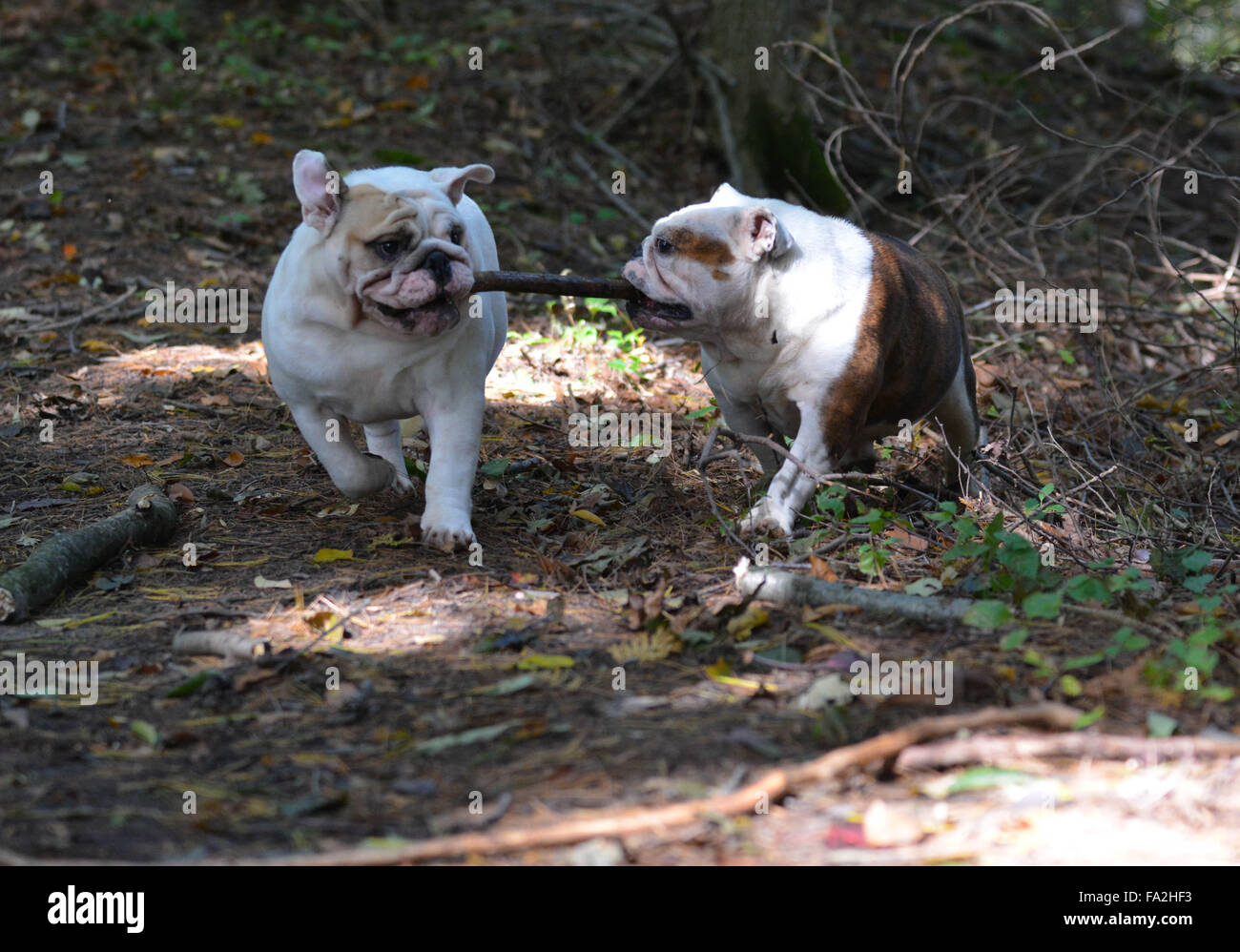 two bulldogs playing outside in the woods in autumn Stock Photo - Alamy