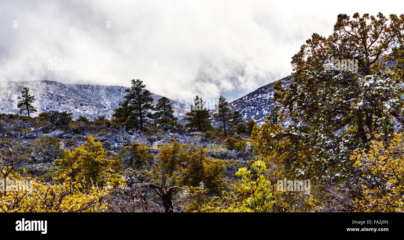 Mountainous wilderness area with pine trees and snow covered ground ...