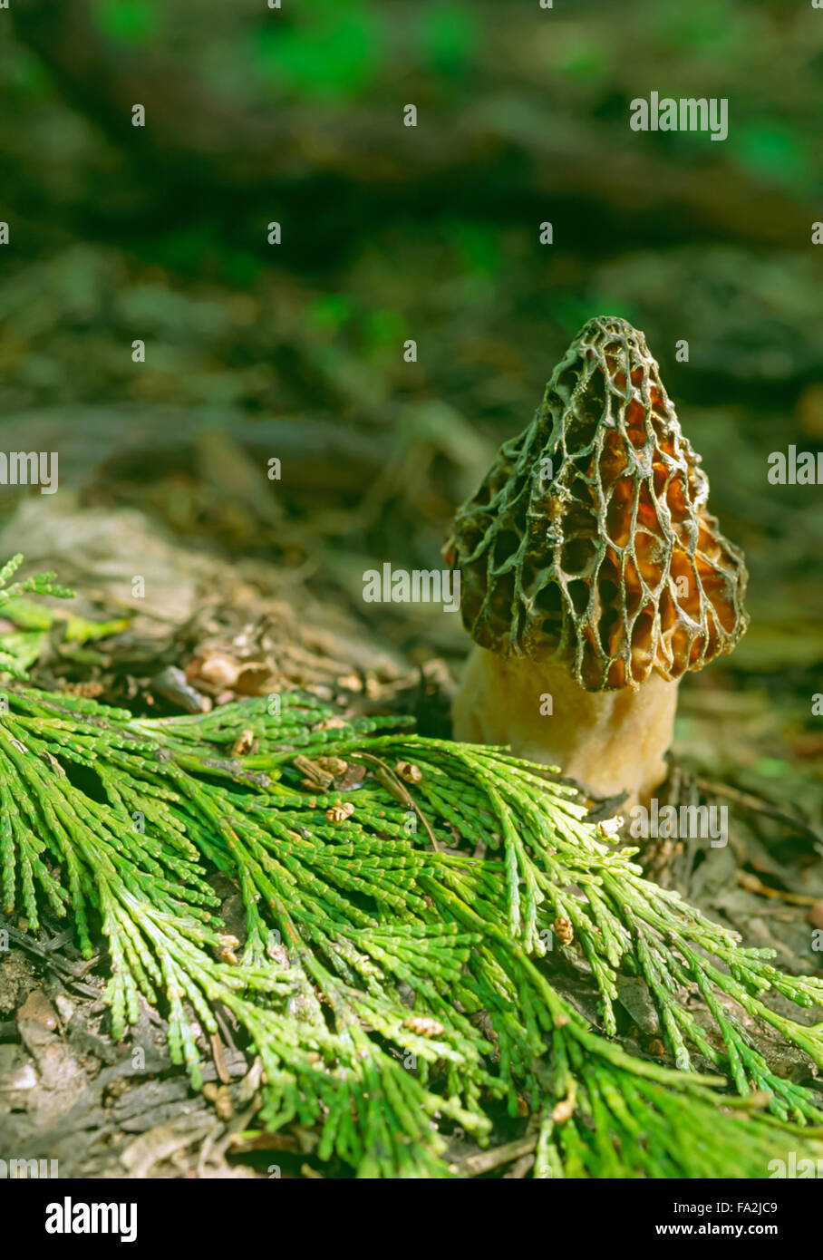 Wrinkled Thimble-Cap Mushroom (Verpa bohemica) morel-type mushroom ...