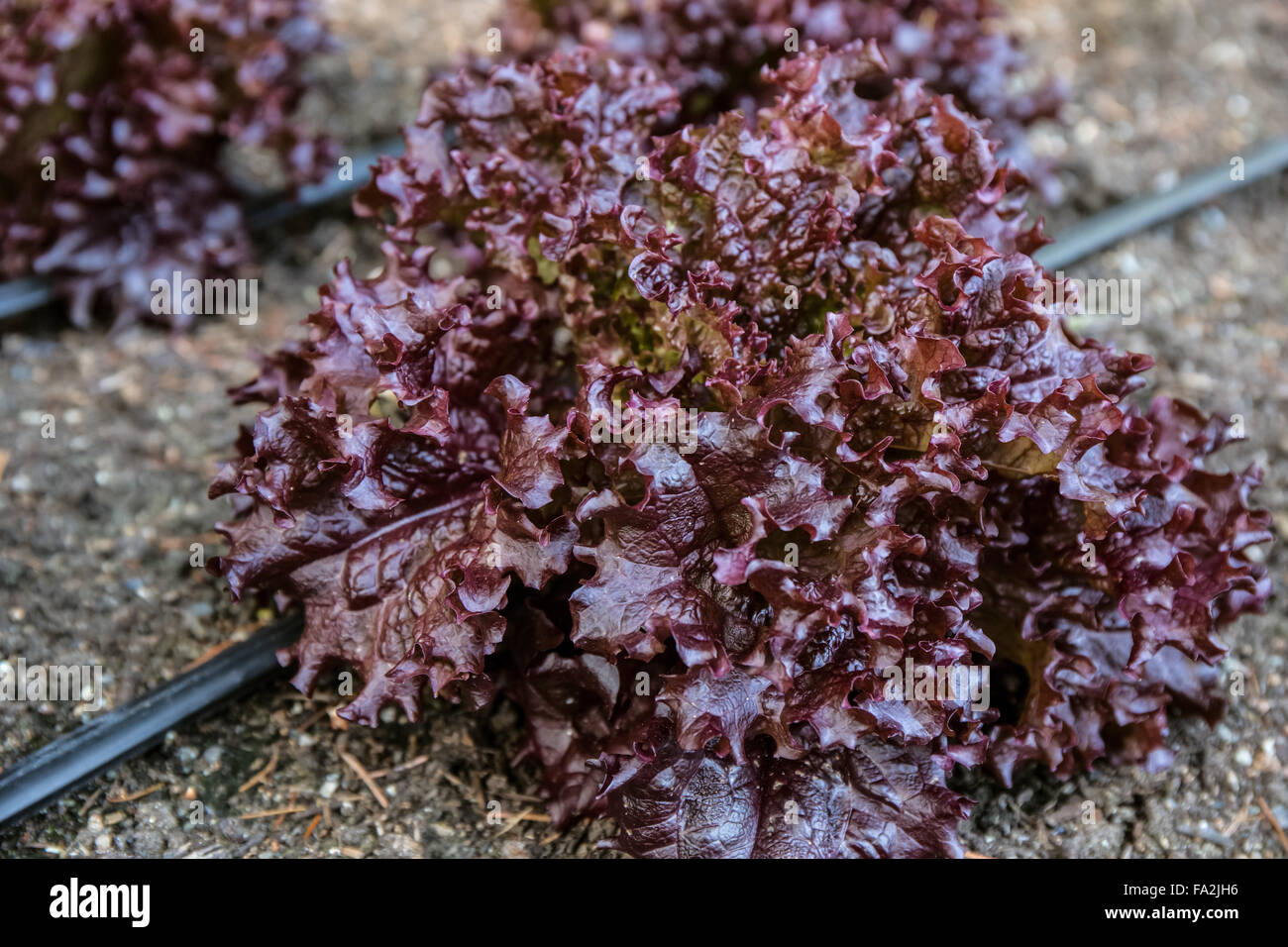 Red Leaf lettuce growing in a garden with drip irrigation lines showing ...