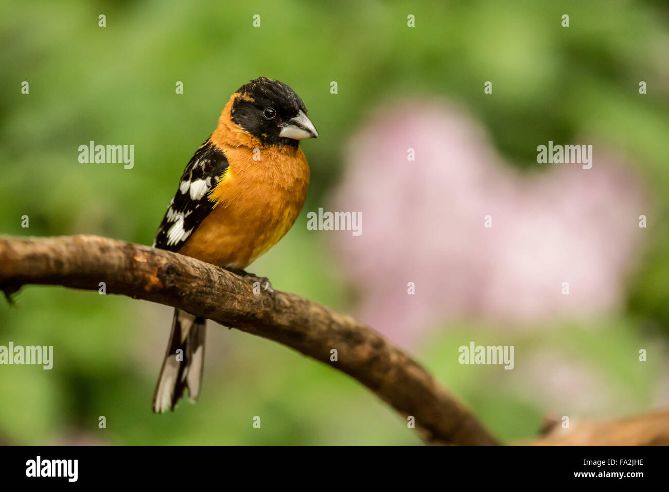 Male Black-headed Grosbeak on a dead branch in Issaquah, Washington ...