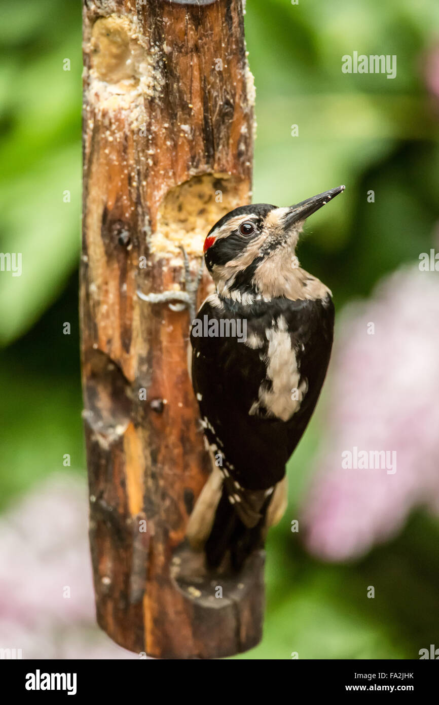 Male Hairy Woodpecker eating from a log suet feeder in Issaquah ...