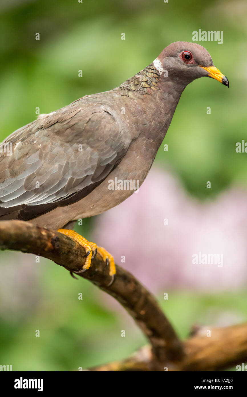 Pigeons with red feet hi-res stock photography and images - Alamy