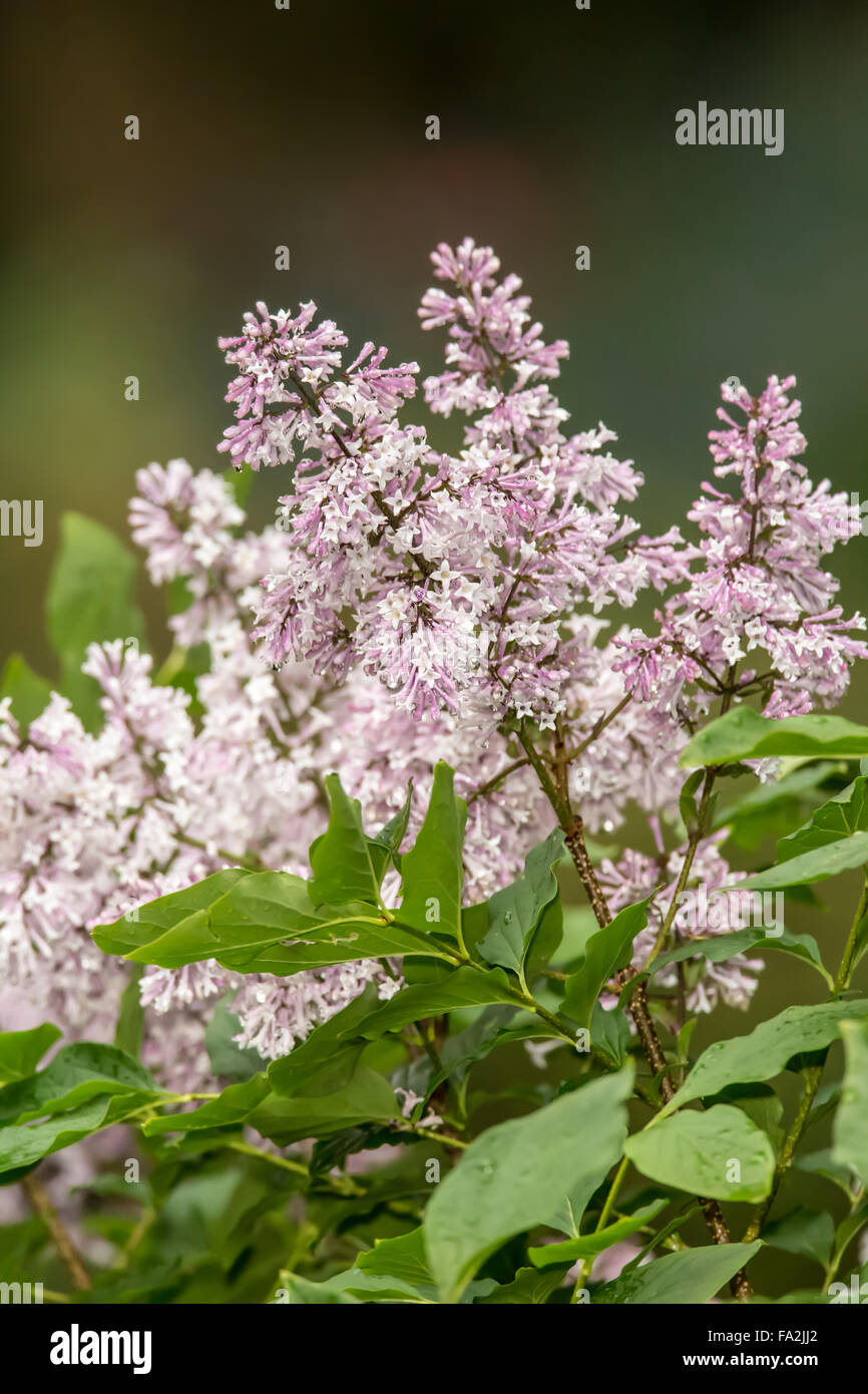 Littleleaf Lilac bush in bloom in Issaquah, Washington, USA Stock Photo ...