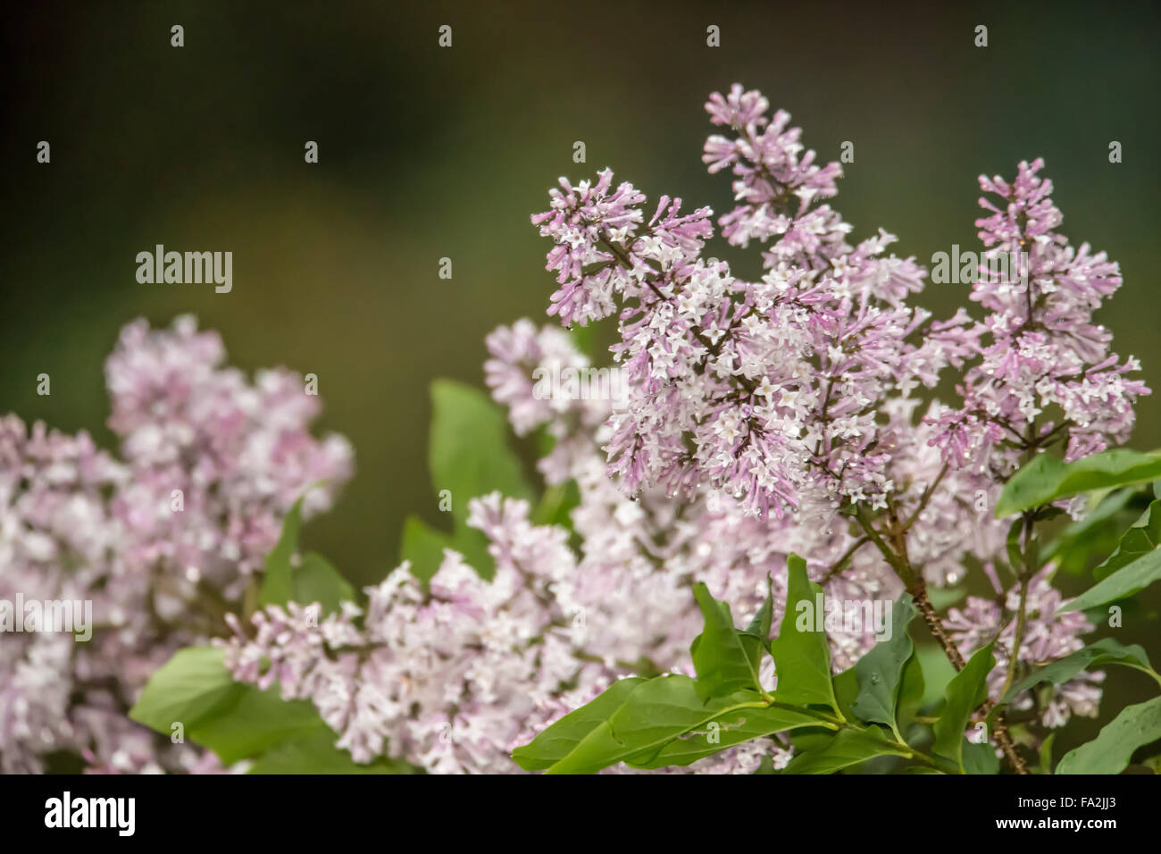 Littleleaf Lilac bush in bloom in Issaquah, Washington, USA Stock Photo ...
