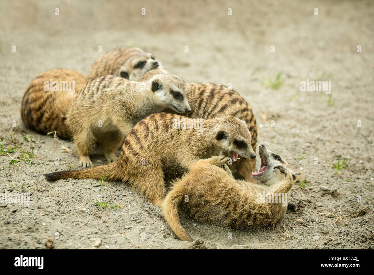 Brawl animals hi-res stock photography and images - Alamy