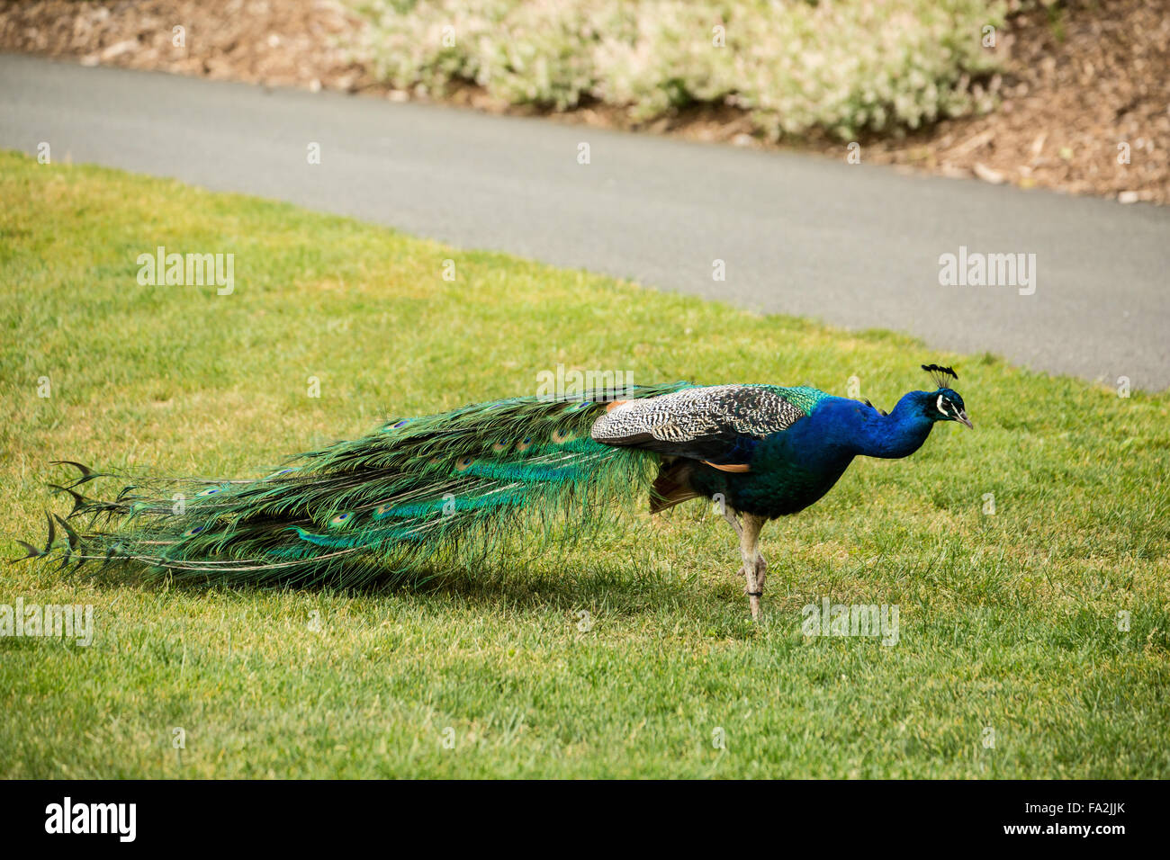 Peacock walking hi-res stock photography and images - Alamy
