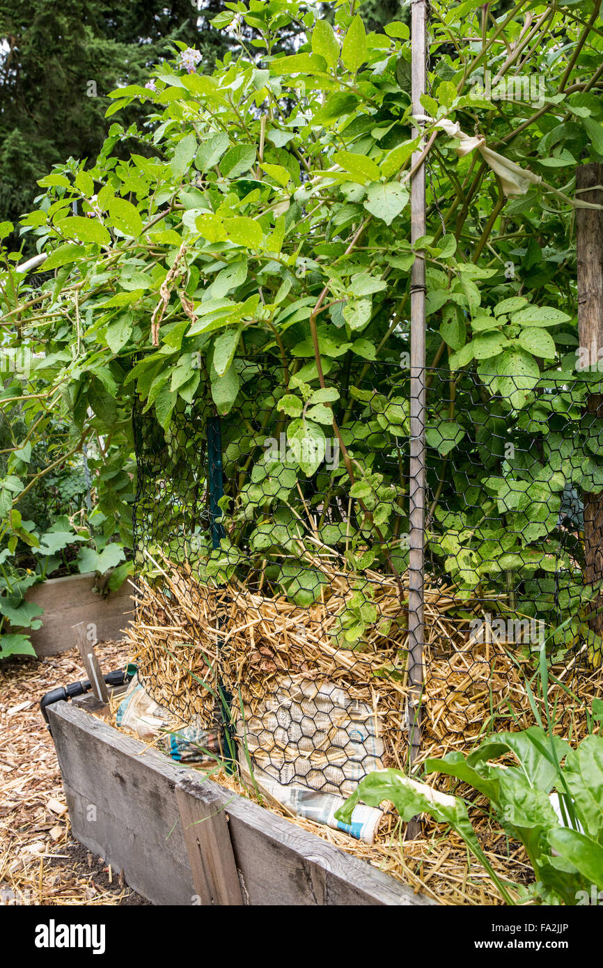 Plant base living hi-res stock photography and images - Alamy