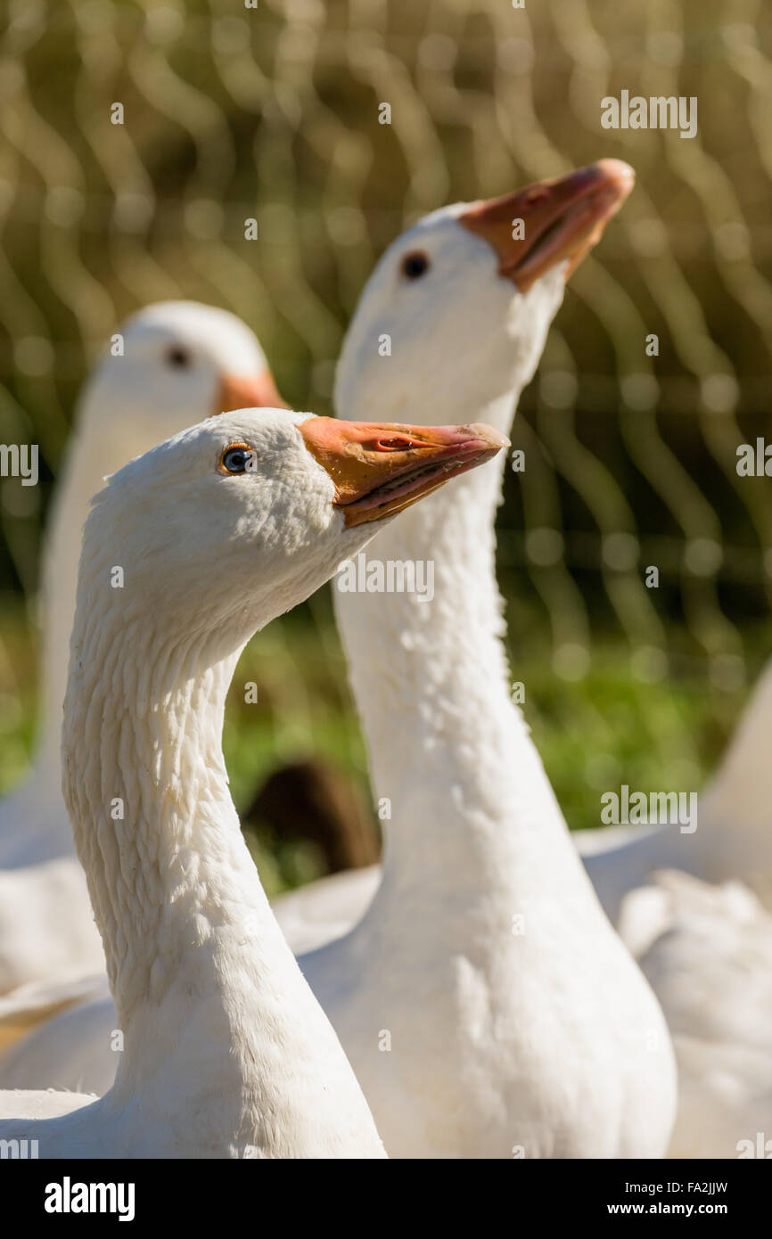 Geese from farm in close hi-res stock photography and images - Alamy