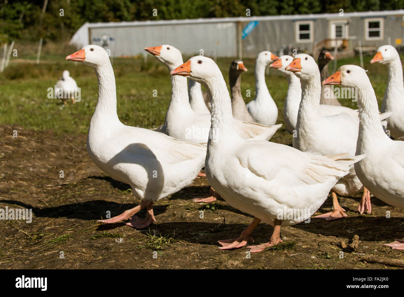 Embden geese hi-res stock photography and images - Alamy
