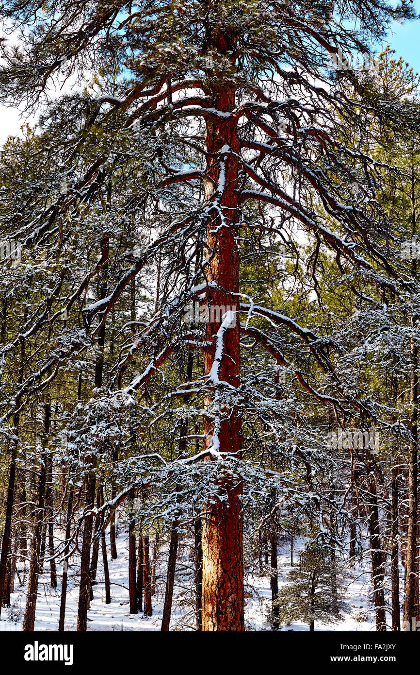 Tall Pine Tree in forest covered with snow Stock Photo - Alamy