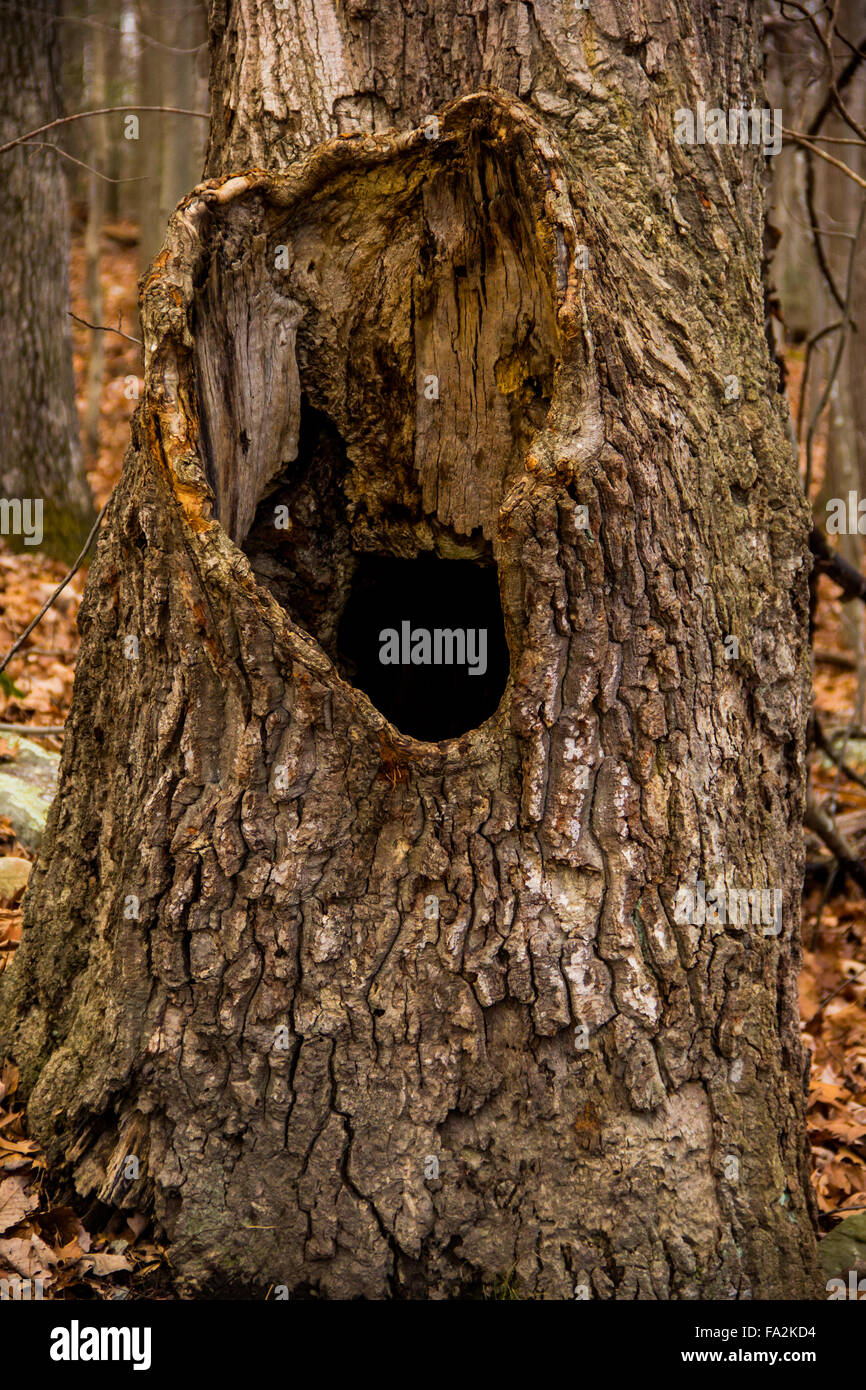 Old tree cavity in Rock State Park Stock Photo - Alamy