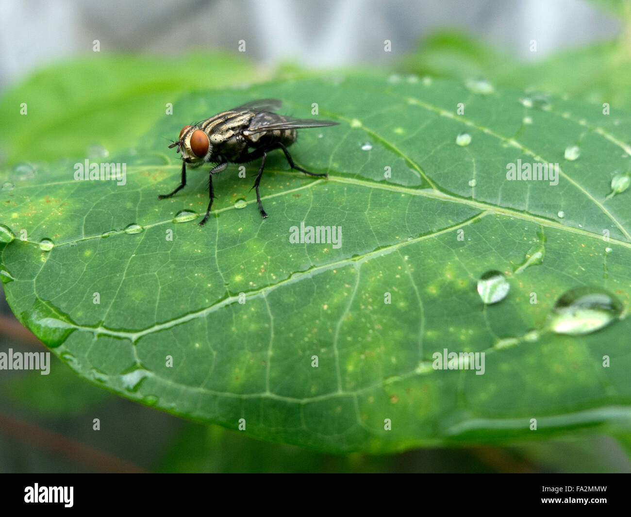a fly landed on the language leaves after the rain Stock Photo - Alamy