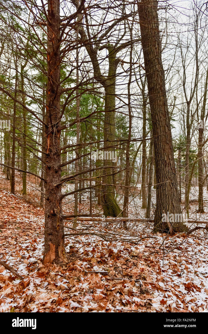 Winter forest landscape in Mount Royal, Montreal, Quebec, Canada Stock ...