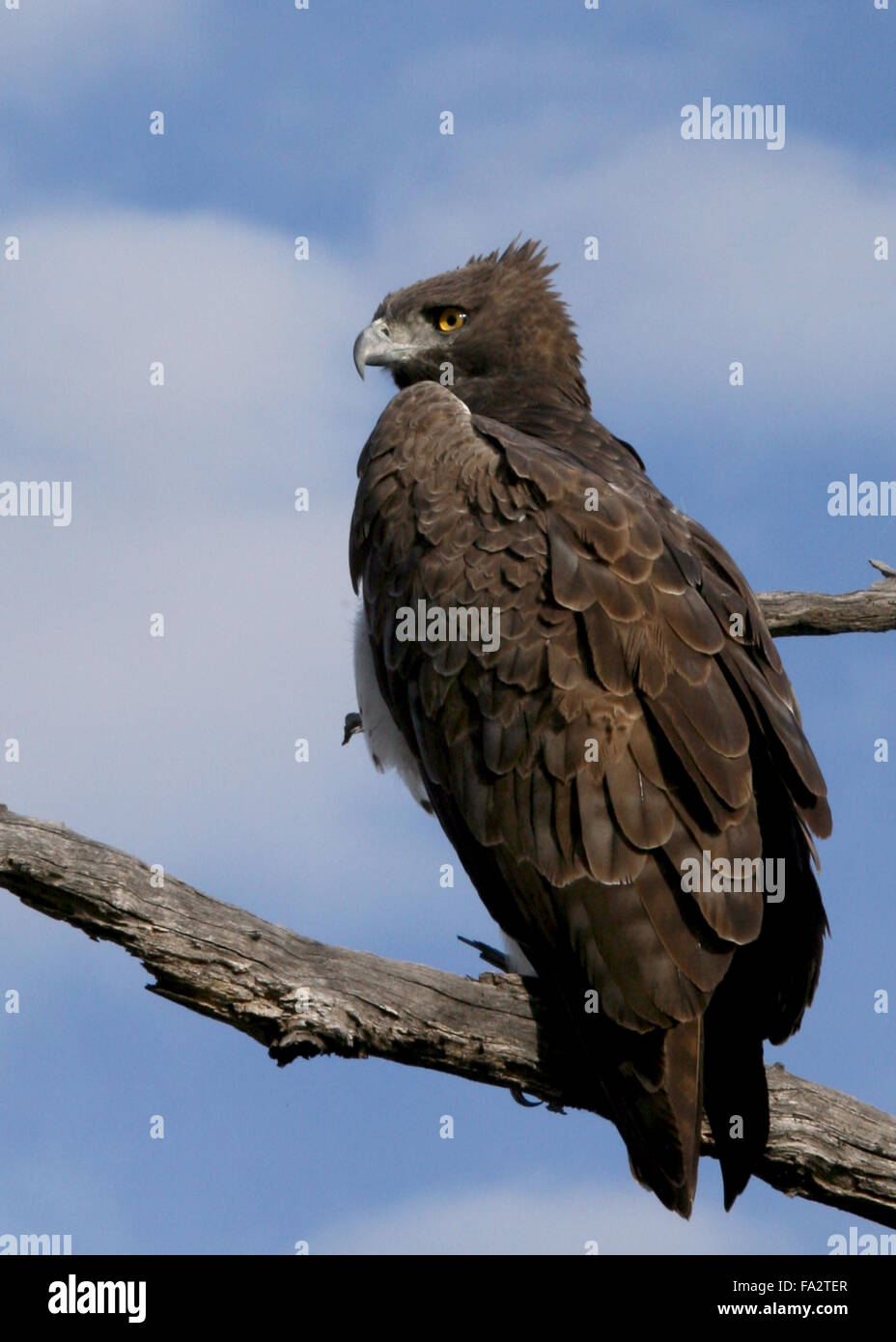Eagle on the branch hi-res stock photography and images - Alamy