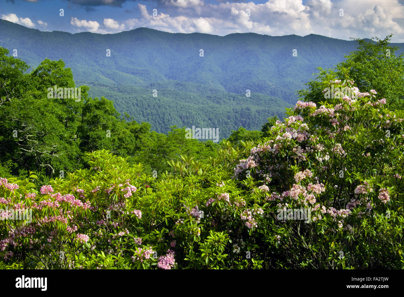 Catawba rhododendron blooms in the late spring along the Blue Ridge ...