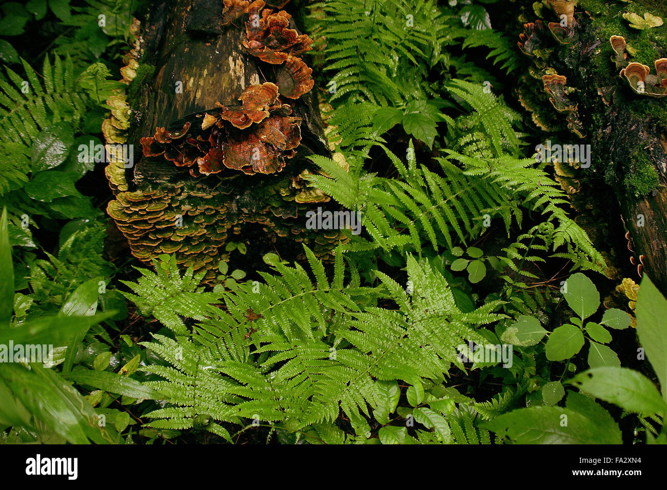 Forest ferns and fungus in Pisgah National Forest Stock Photo - Alamy