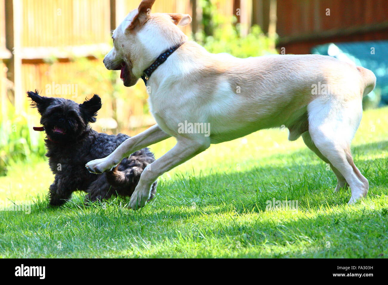 Labrador Retriever and Shih Tzu, family pet dogs playing in the garden ...