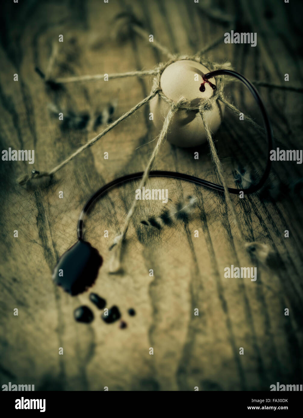 Experiments on a chicken egg tied to a bench Stock Photo - Alamy