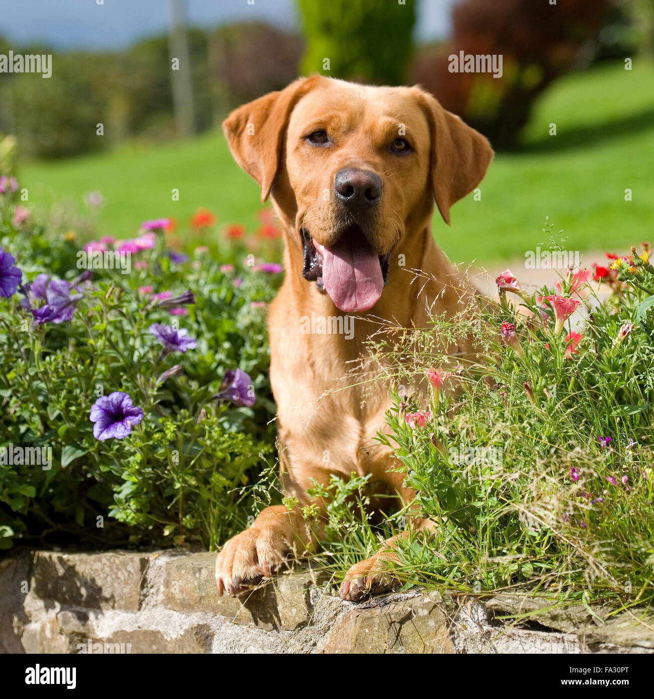 labrador retriever, yellow Stock Photo - Alamy