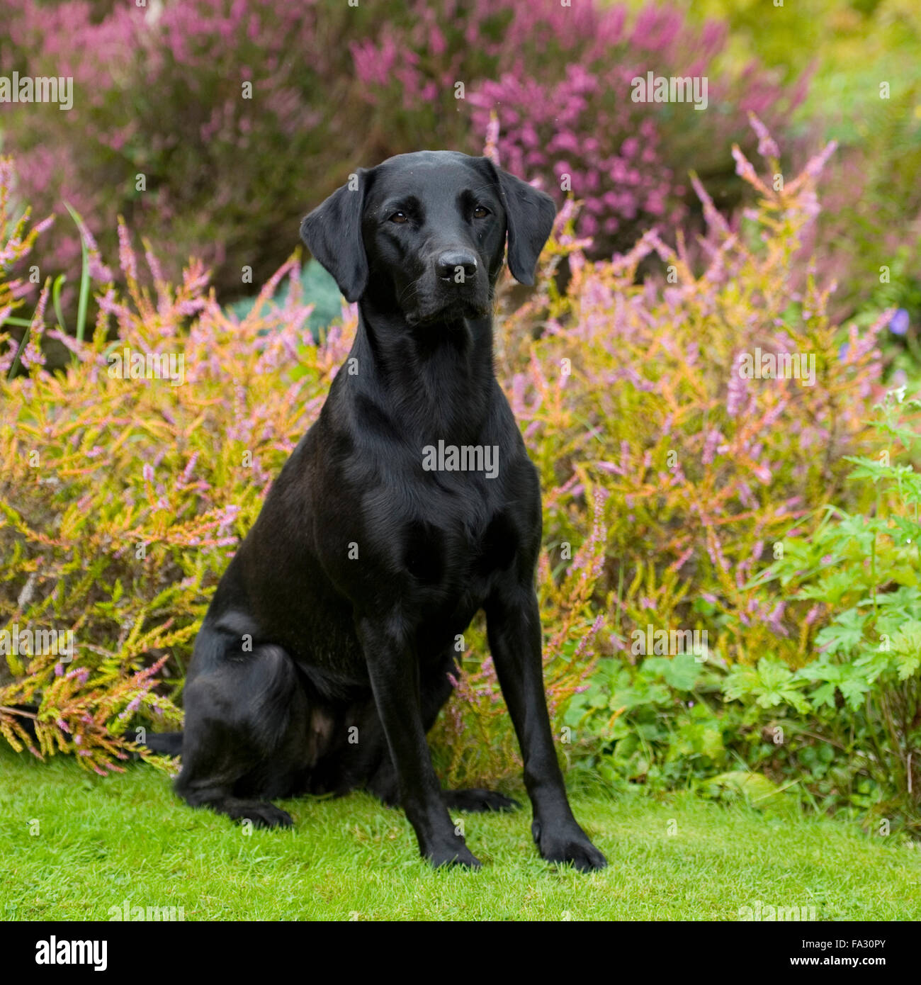 black labrador retriever Stock Photo - Alamy