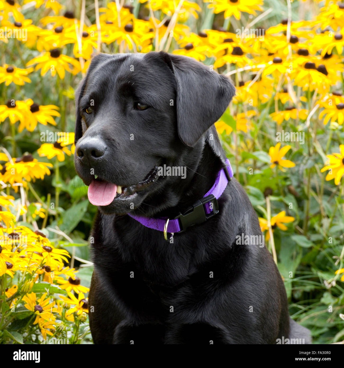 Dog Colourful Flowers High Resolution Stock Photography and Images - Alamy