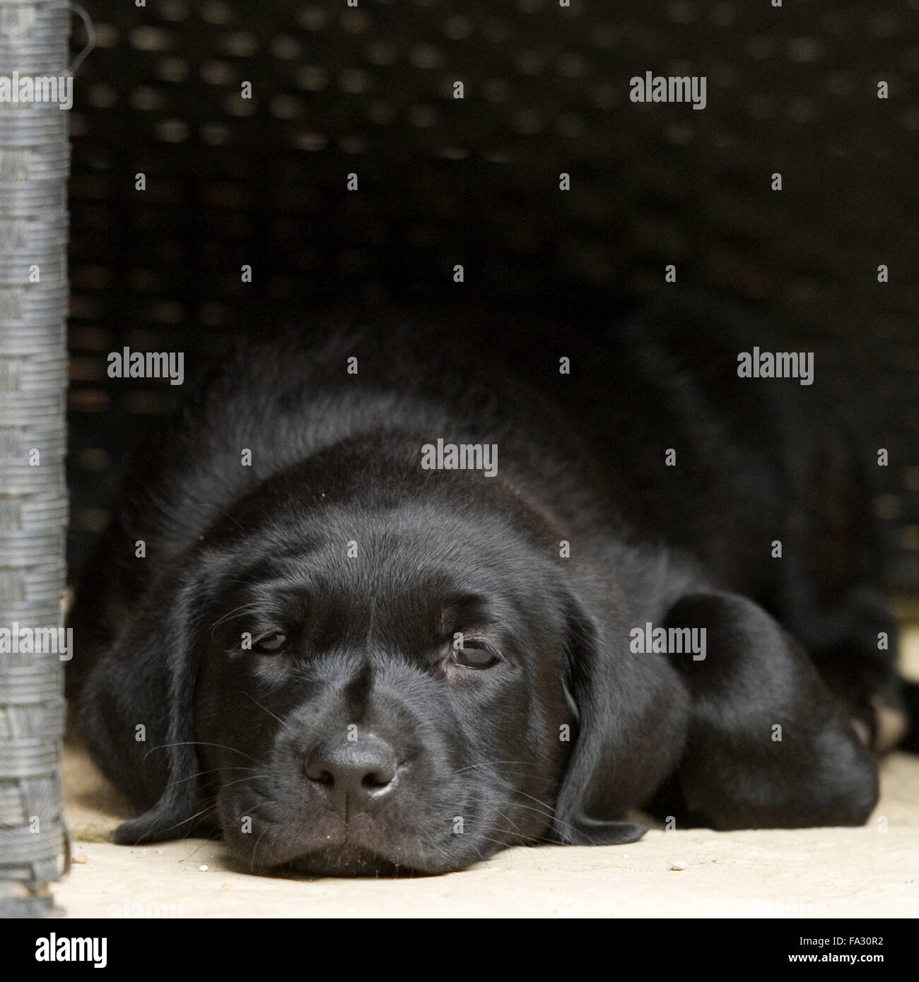Labrador lying down hi-res stock photography and images - Alamy