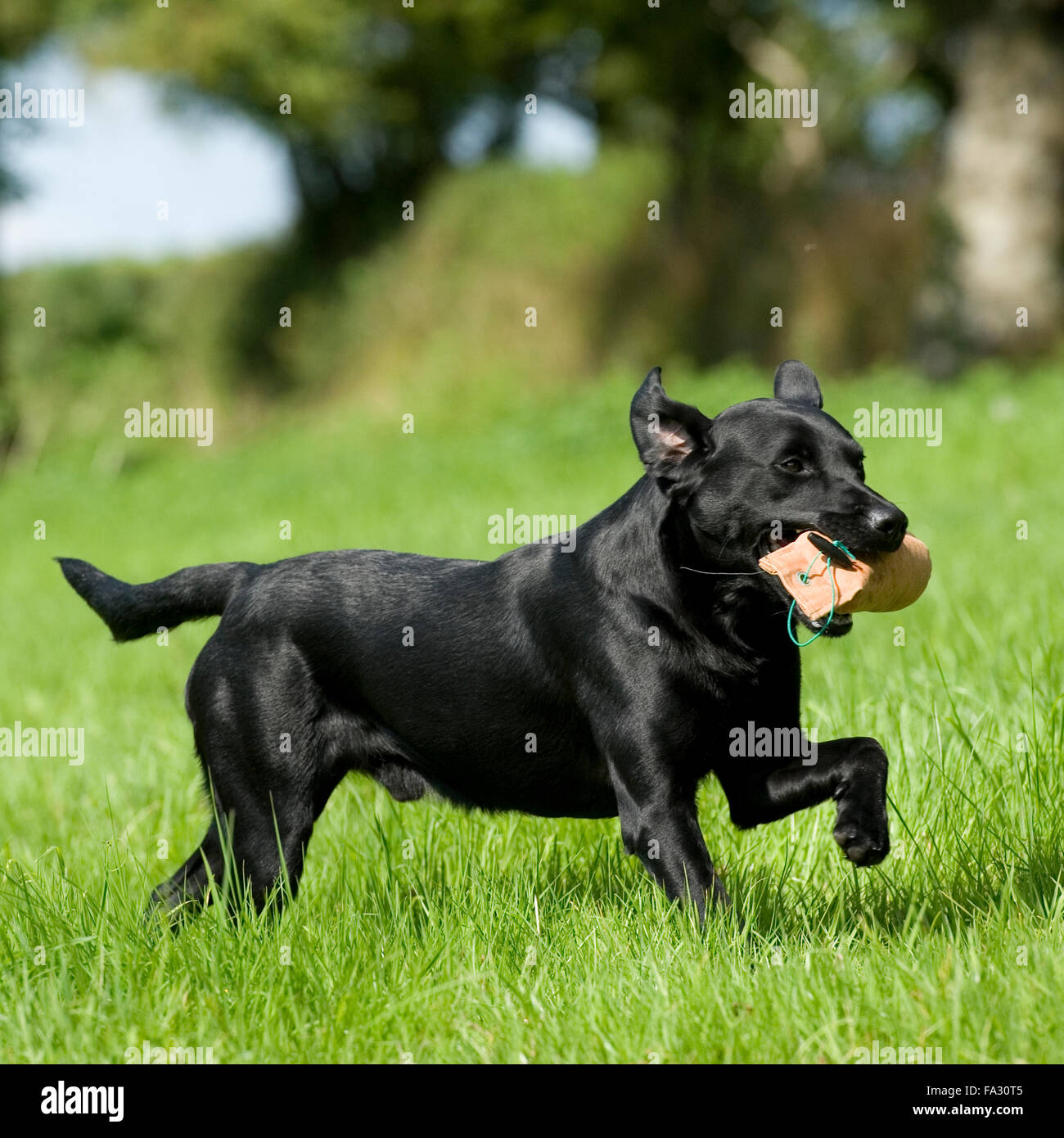 black labrador retriever, playing with dummy Stock Photo - Alamy