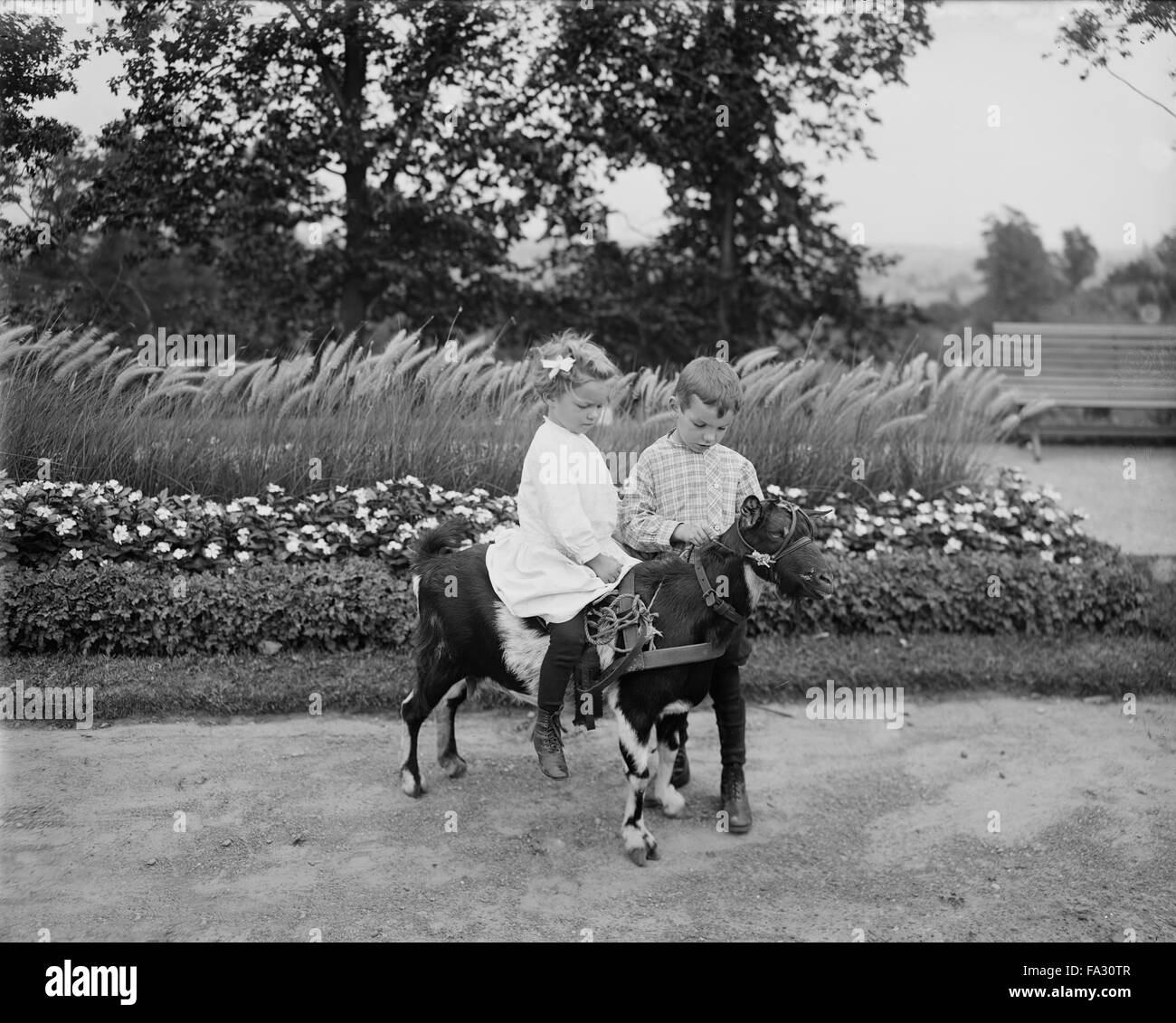 Young Boy Near Young Girl Riding Goat, USA, 1904 Stock Photo - Alamy