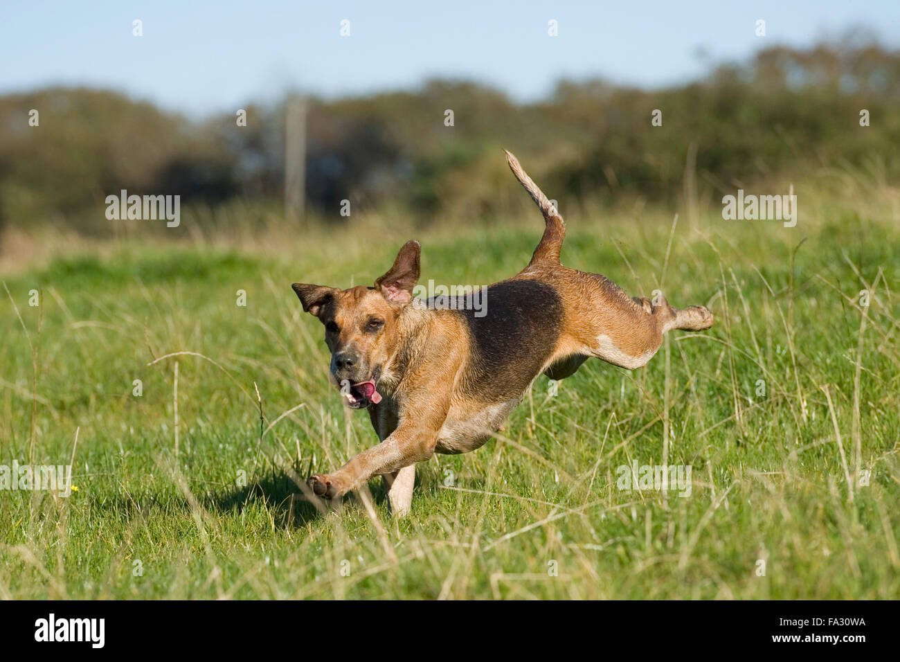 Dog Fox Hunt High Resolution Stock Photography and Images - Alamy