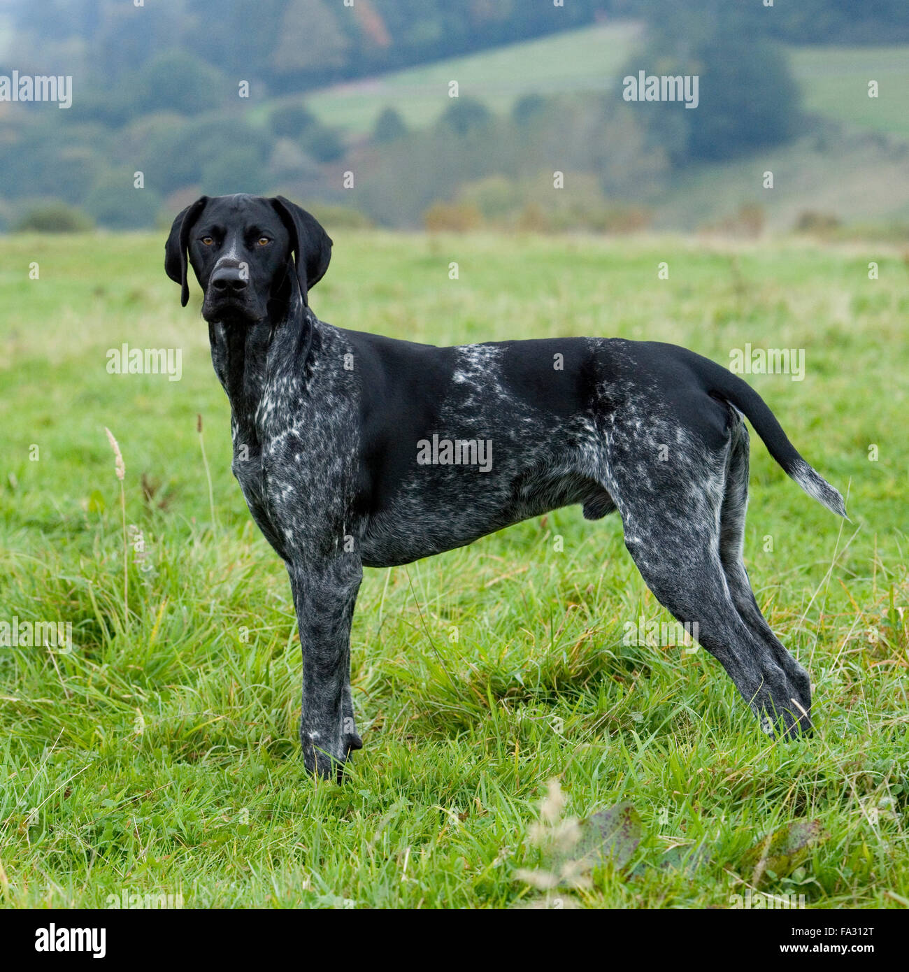 Male german shorthaired pointer hi-res stock photography and images - Alamy
