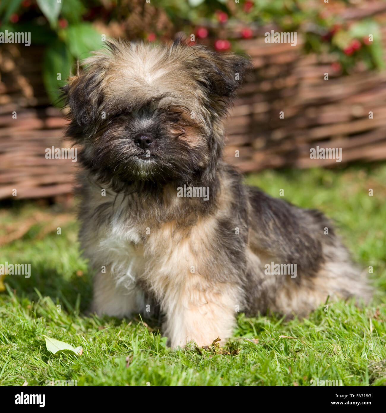 shih tzu puppy Stock Photo - Alamy