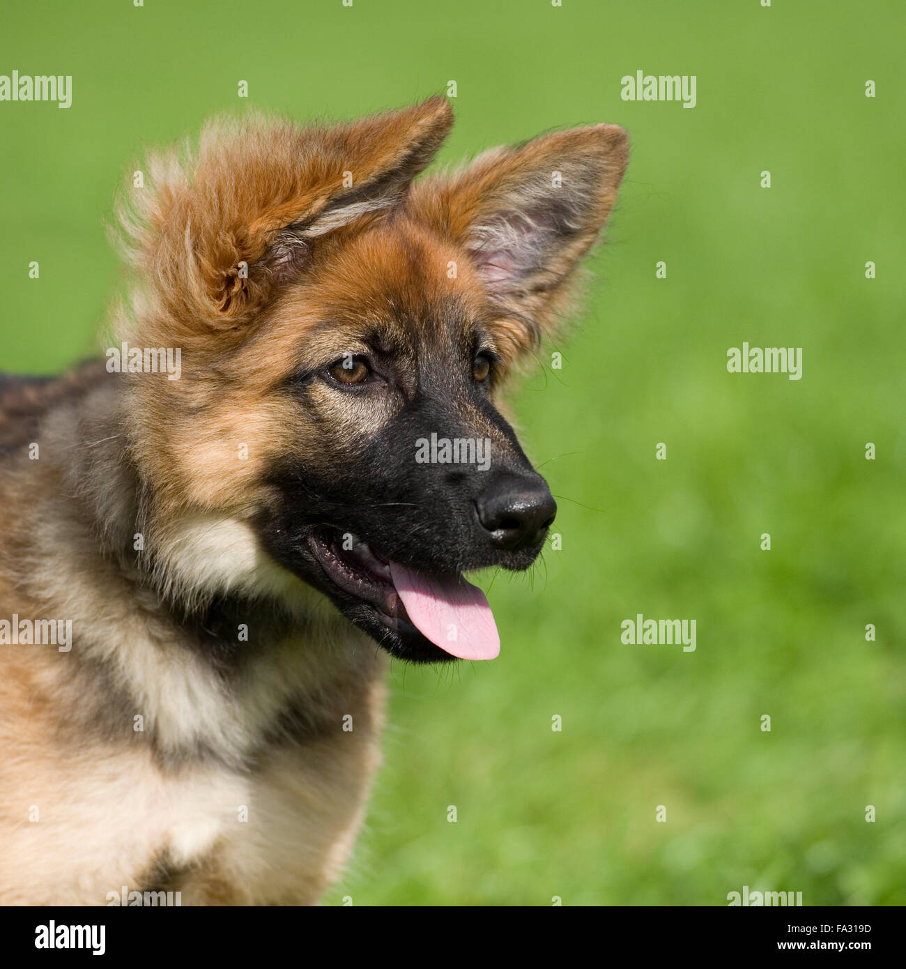 German Shepherd Dog And Puppy Stock Photos & German Shepherd Dog And ...