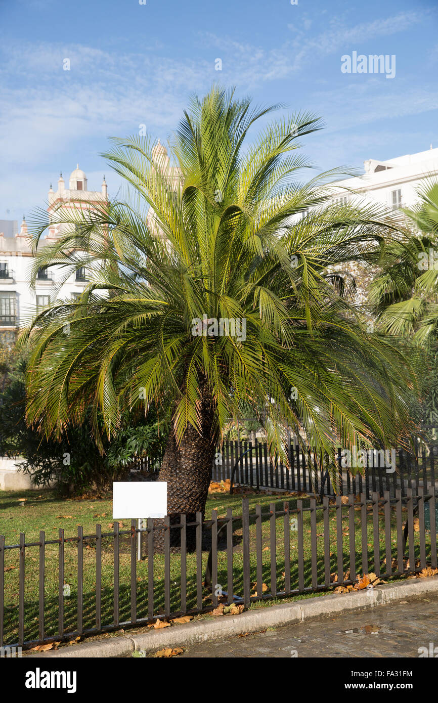 Palm trees in Cadiz Spain Stock Photo - Alamy