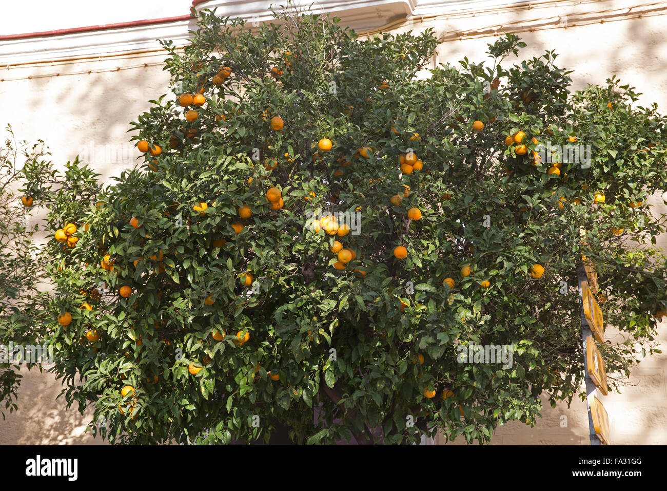 Large Orange tree in Cadiz Spain Stock Photo - Alamy
